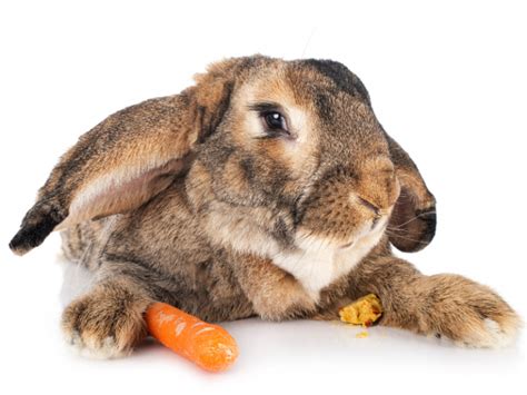 Continental Giant Rabbit Vs Flemish Giant Our Lovely Rabbits