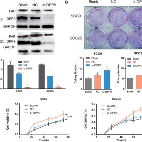 FAP DPP9 Regulated EMT So As To Regulate Migration And EMT In OSCC