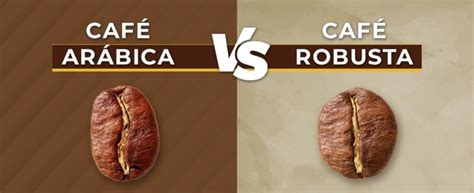 Diferencias entre Café Arábica y Robusta Fundo Santa Teresita