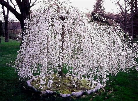 Weeping Yoshino Cherry Tree Pot Plants Seedlings