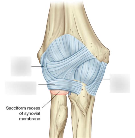 Elbow Joint Ligaments Diagram Quizlet