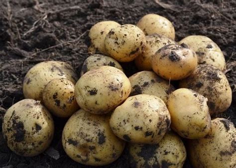 Quand planter les pommes de terre très précoces PlaneteFemmes