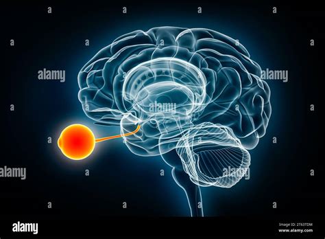 Eye And Optic Nerve X Ray View 3D Rendering Illustration Human Brain