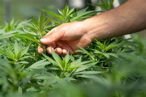 C Mo Es La Fase Vegetativa En Las Plantas De Cannabis Growshop