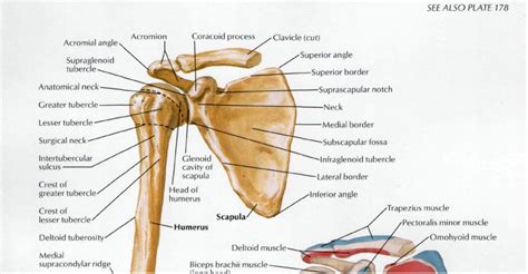 Joint Between Scapula And Humerus