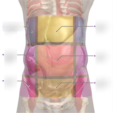 Abdominopelvic Regions Diagram Quizlet