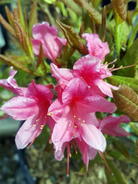 Shrubs Kato S Nursery