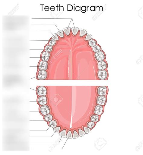 Teeth Diagram Quizlet