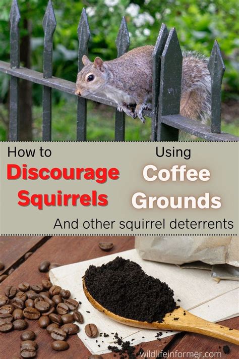 Do Coffee Grounds Keep Squirrels Away Wildlife Informer Squirrel