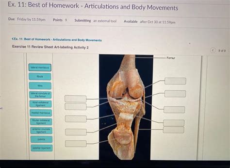 Solved Ex Best Of Homework Articulations And Body Chegg