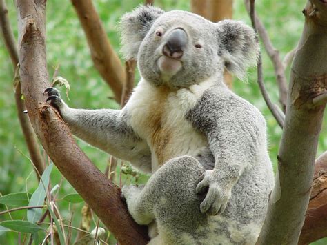 Koala Wallpapers Wallpaper Cave