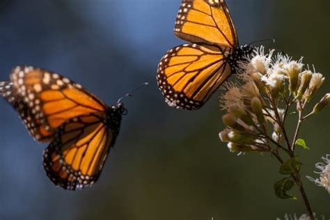 Retraso Del Arribo De La Mariposa Monarca Por Mal Clima La Visi N De
