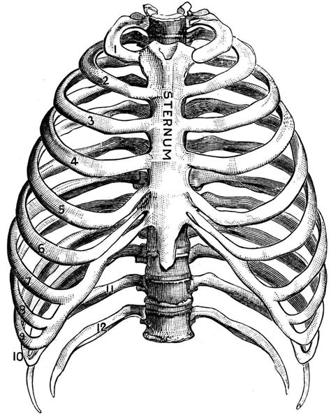 Diagram Of Human Organs With Rib Cage