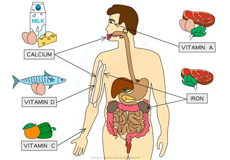 Edexcel IGCSE Biology Double Science 复习笔记 2 5 7 Humans Balanced Diet