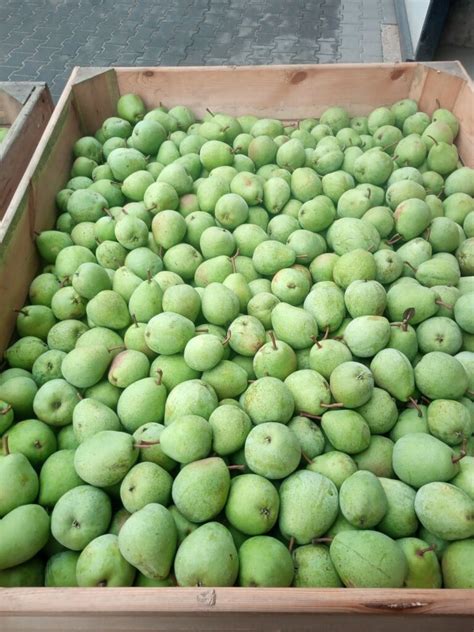 Galeria Skup owoców gruszki i innych owoców Agro Fruit Sprzedaż owoców