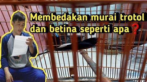 Membedakan Murai Trotol Jantan Dan Betina Seperti Apa YouTube