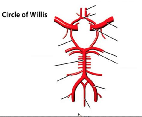 Circle Of Willis Diagram Quizlet
