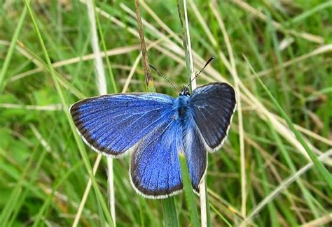 Alcon Azul Alcon Phengaris O Alcon Maculinea