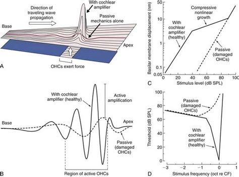 cochlear transduction and the molecular basis of auditory pathology ento key
