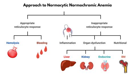 Approach To Normocytic Anemia The Blood Project
