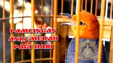 PANCINGAN ANIS MERAH PAGI HARI YouTube