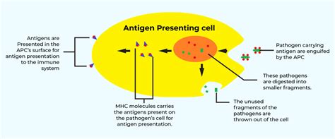 What Is Antigen Definition Properties Types Structure