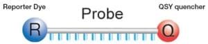 TaqMan Multiplex Real Time PCR QPCR Solution Thermo Fisher