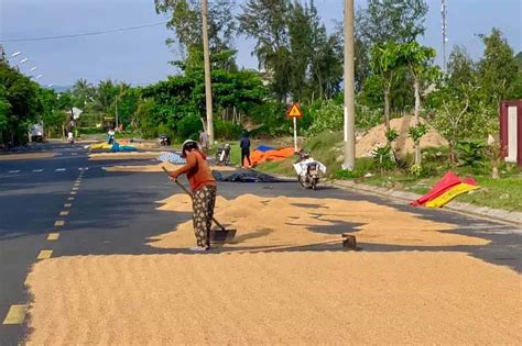 Rizières au Vietnam guide complet pour vivre la culture du riz
