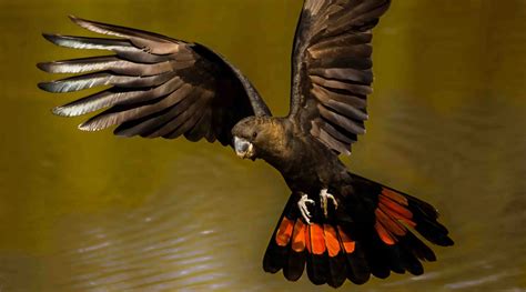 Glossy Black Cockatoo Birdlife Australia