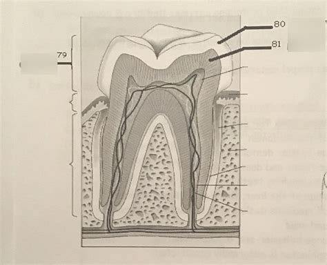 Tooth Labeling Diagram Quizlet