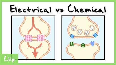 Electrical Vs Chemical Synapse Explained Gap Junctions Clip Youtube