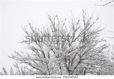 Naked Tree Branches Covered By Snow库存照片1962569254 Shutterstock