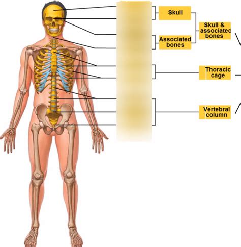 Axial Skeleton Diagram Quizlet