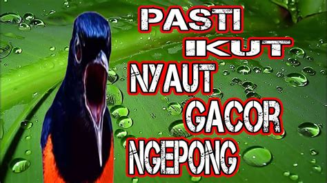 RESPON CEPAT GAK PAKE LAMA SEKETIKA Murai Batu Manapun Langsung Ikut