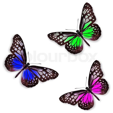 Schmetterlinge Isoliert Stock Bild Colourbox