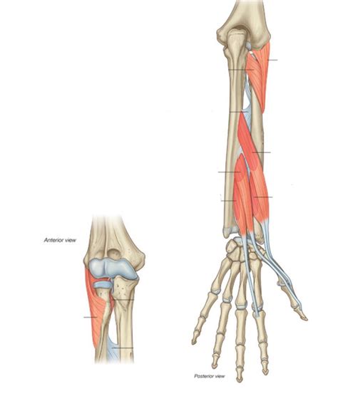 Deep Muscles Of The Posterior Forearm Diagram Quizlet