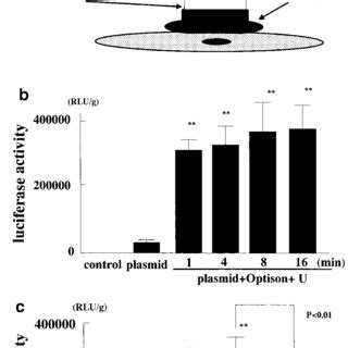 A Procedure Of Transfection Of Naked Plasmid DNA Using Ultrasound