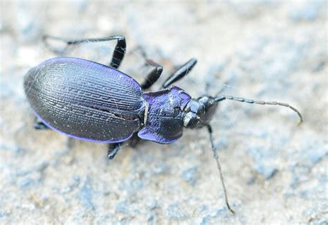 Carabus Problematicus Ngidn Naturgucker De