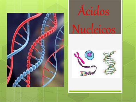 Ácidos Nucleídos karla garcia uDocz