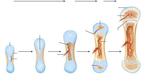 5 Steps In Endochondral Ossification Diagram Quizlet