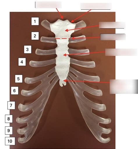 Anterior View Of The Thorax And Sternum Diagram Quizlet