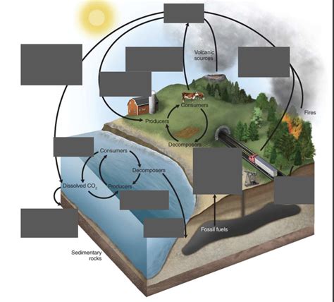Carbon Cycle Diagram Quizlet