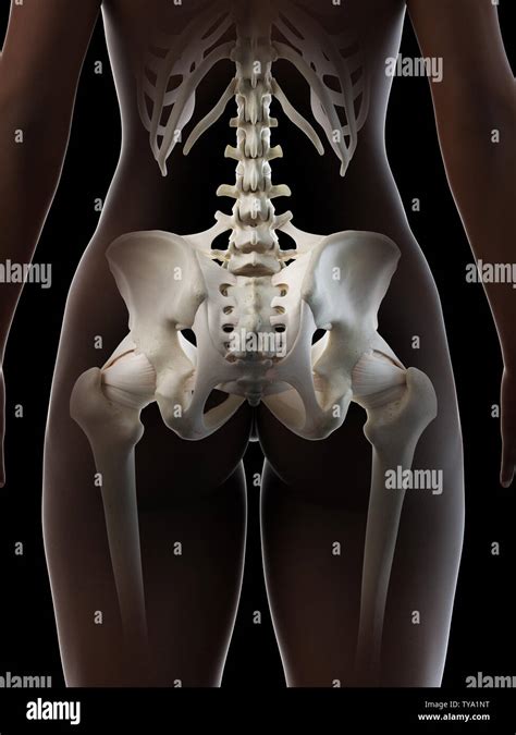 3d Rendered Medically Accurate Illustration Of A Black Females Stock