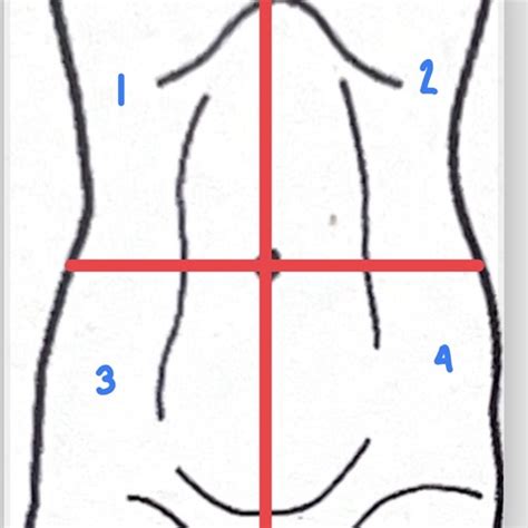 Abdominopelvic Quadrants Regions Flashcards Quizlet