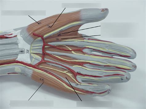 Bio Lab Anterior Hand Muscles Diagram Quizlet