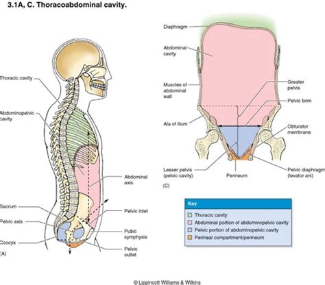 Abdomen And Pelvis Part Flashcards Quizlet