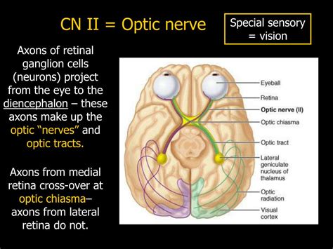 Optic Nerve Cn Ii Visual Pathway Schema Anatomy
