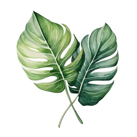 Ilustración Acuarela De Hojas Verdes Tropicales PNG Tropical Hojas
