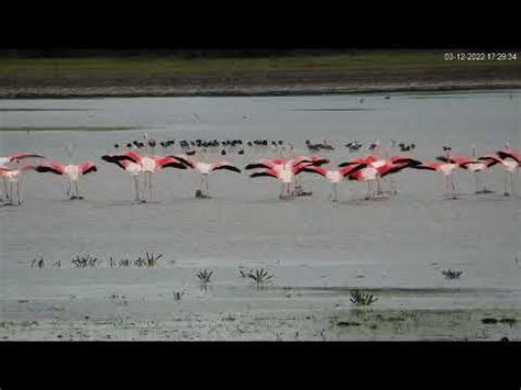 Flamenco De La Reserva De La Biosfera De La Marisma De Hinojos Y Parque