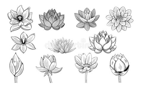 Illustration About Collection Of Lotus Sketches A Variety Of Vector